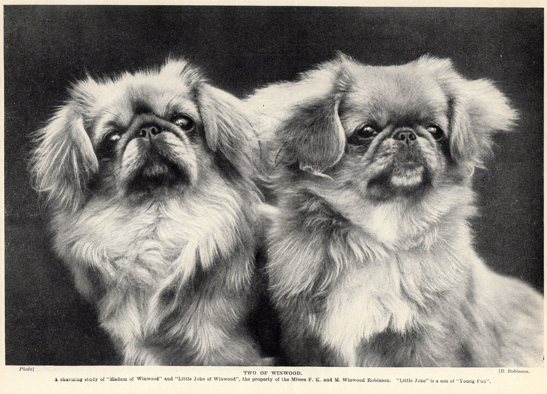 1930's Antique Pekingese Dog Print Madam and Little Joke of Winwood ...