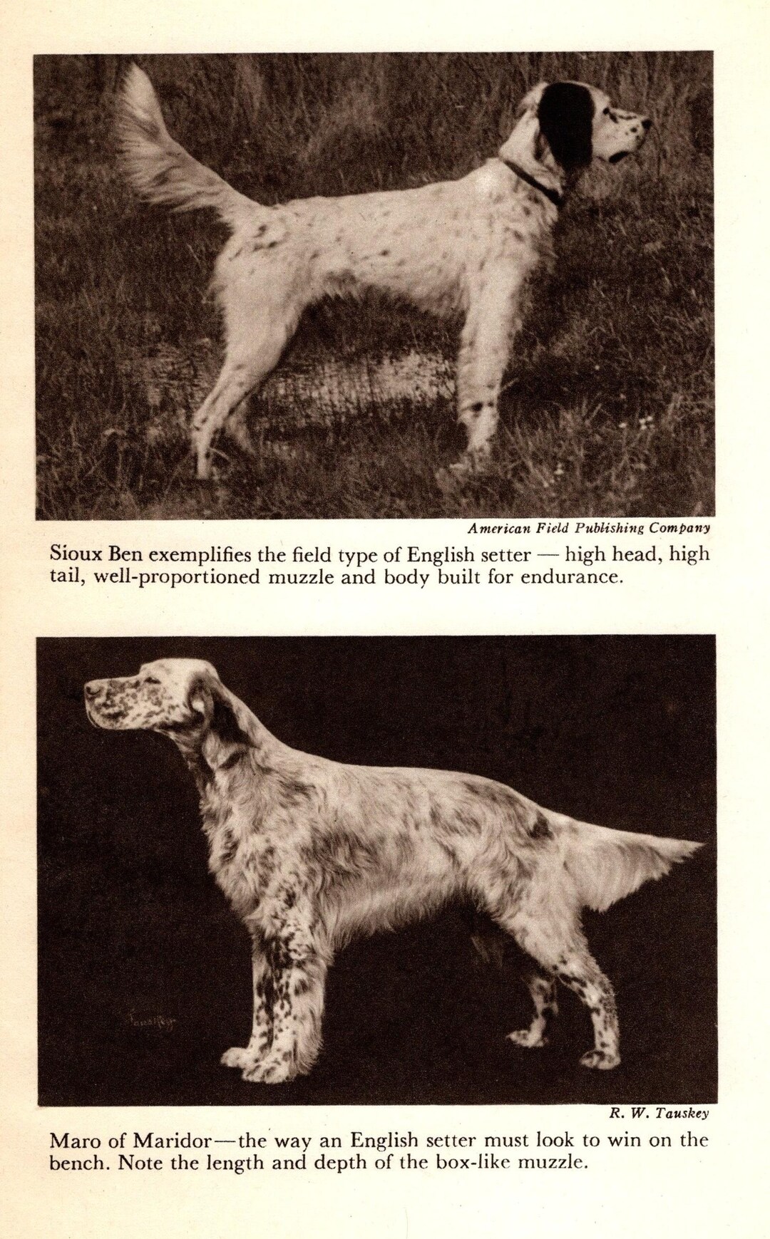 1948 ENGLISH SETTER Print Vintage Hunting Dog Gundog Print Hunting ...