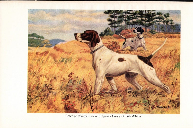 1948 Pointer Print Gundog Wall Art Decor Fred Mccaleb Hunting - Etsy