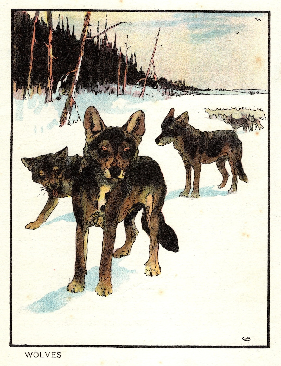 1925 Antique Wolf Print Wall Art Decor Vernon Stokes Wolves Art ...