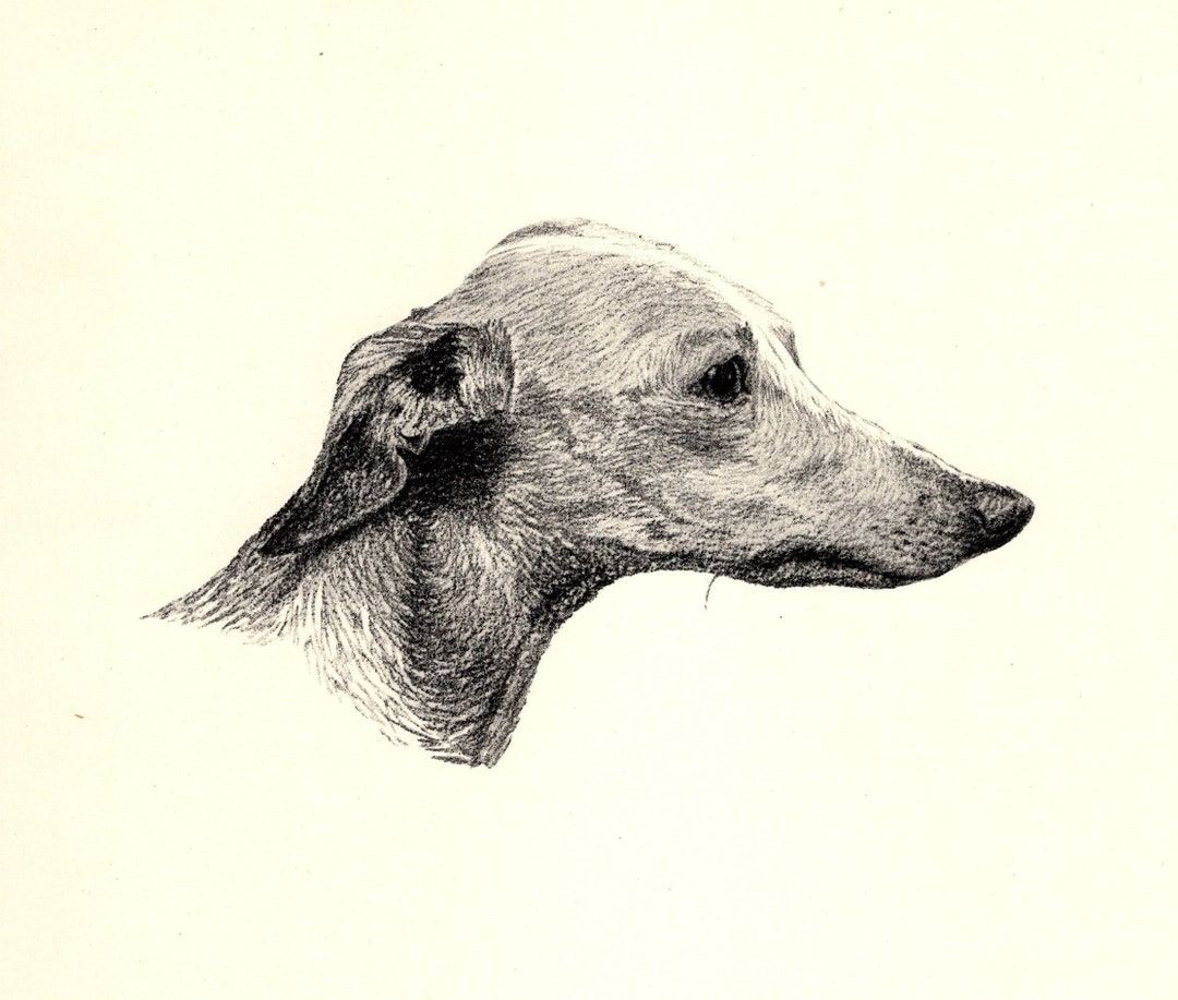 1935 Antique ITALIAN GREYHOUND Print Wall Art Decor Jupiter Greyhound ...