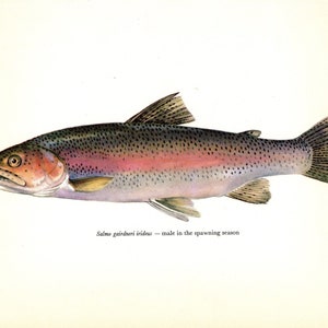 Vintage RAINBOW TROUT Fish Print Fish Gallery Wall Art Decor Fish Art ...