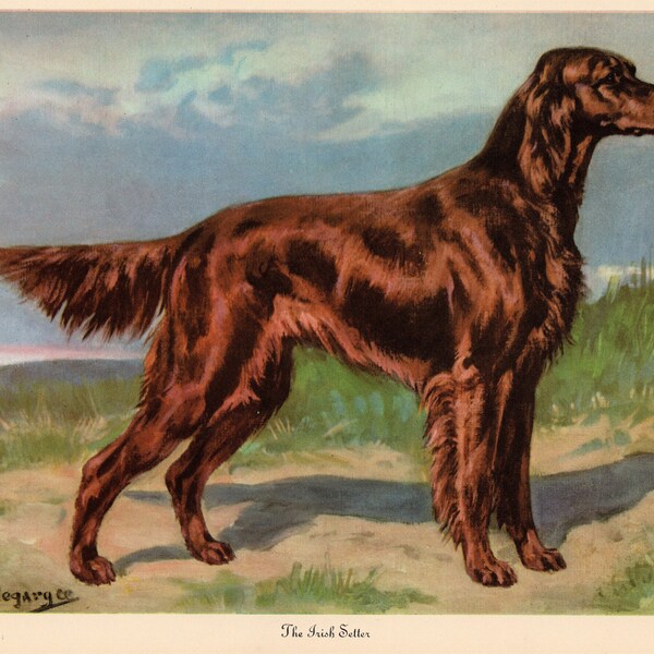 Irish Setter Art - Etsy