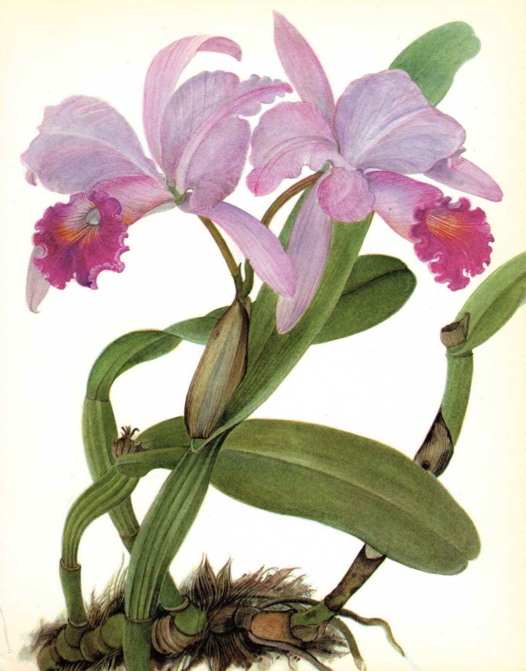 Orchid Print Set of 4 Vintage Pink Orchid Prints Gallery Wall - Etsy
