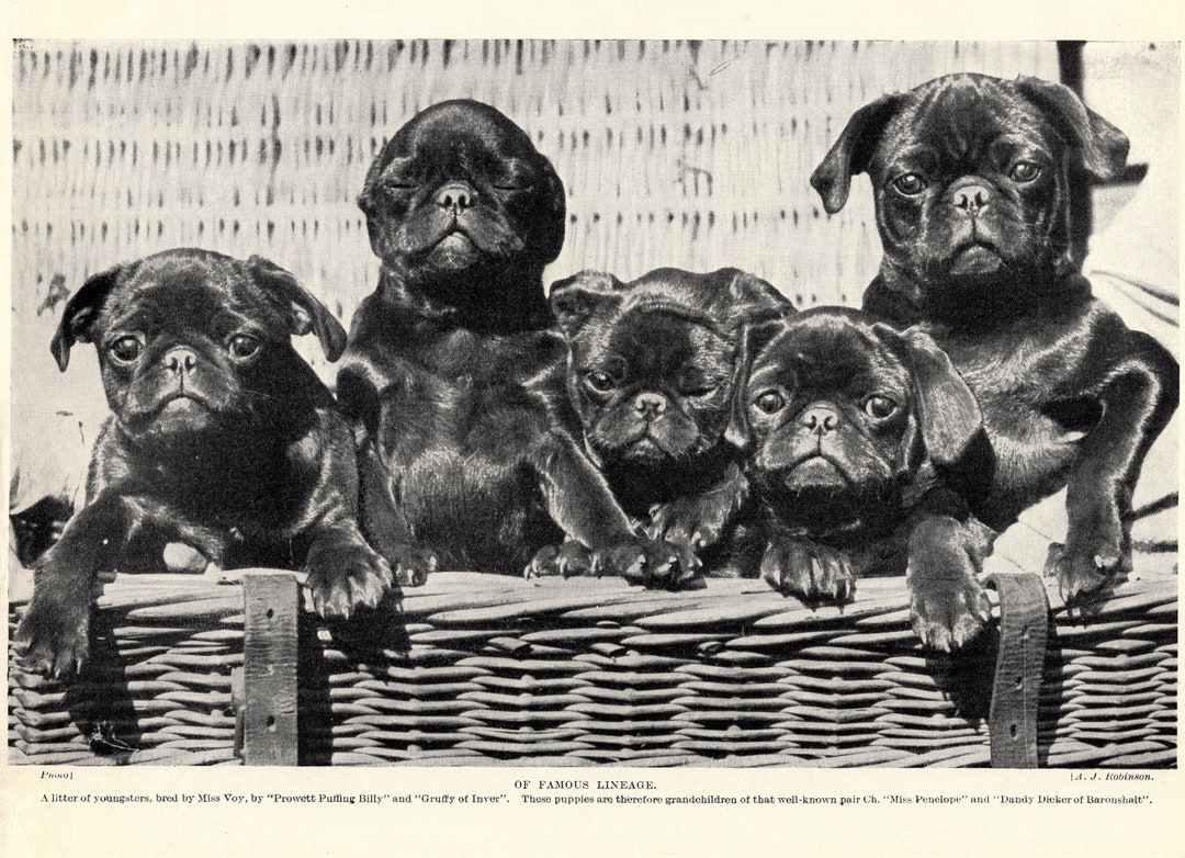 1930's Antique Pug Dog Print Champions Paul and Peter of - Etsy