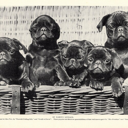 1930's Antique PUG Dog Art Print Vintage Nina Scott - Etsy