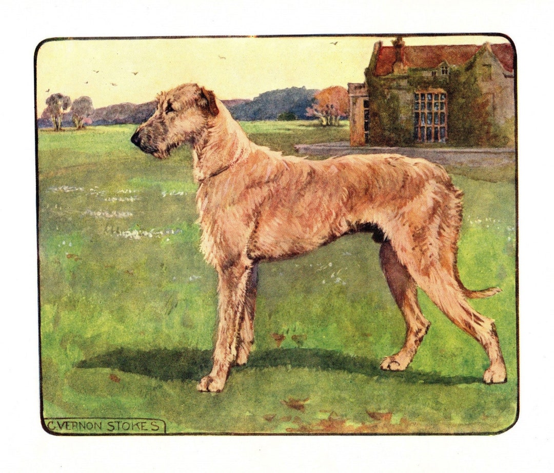 1906 Antique Irish Wolfhound Print Wall Art Decor Vintage Vernon Stokes ...