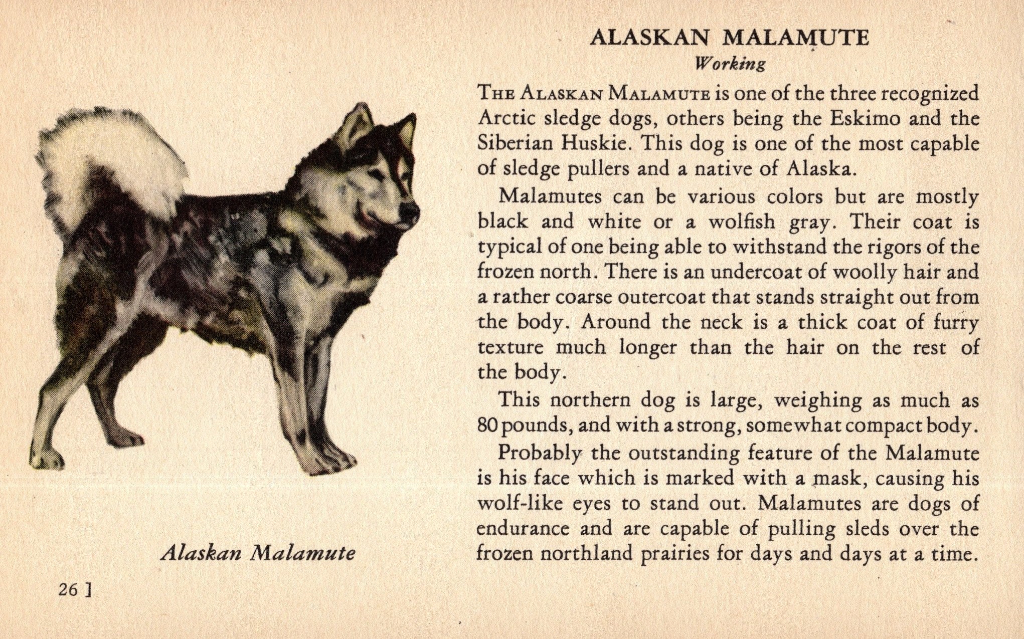 Full Grown Miniature Alaskan Malamute