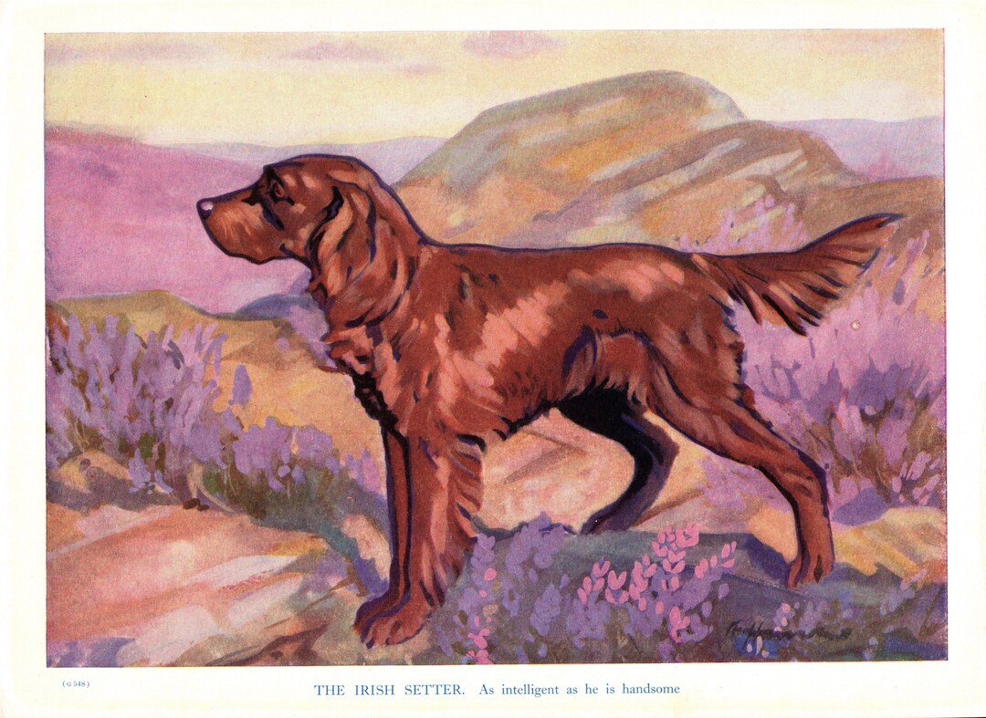 Beautiful Irish Setter Print Wall Art Decor 1950s Ken Harrow Irish ...