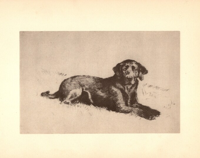 Vintage Labrador Retriever Print Wall Art Decor 1933 Cecil Aldin Black Lab Illustration Cottage ...