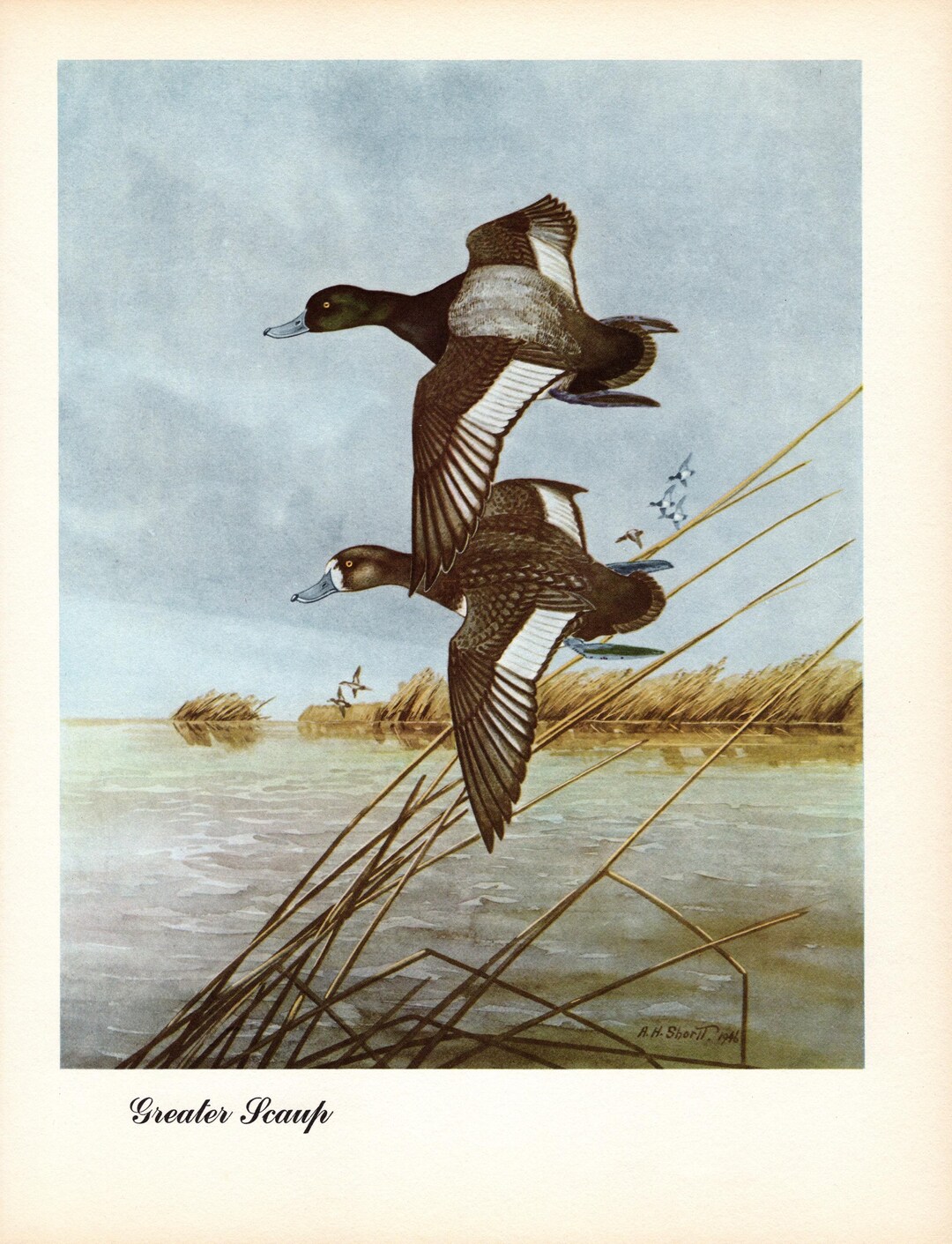 Vintage Greater Scaup Duck Print Wall Art Decor 1950s Bird Print Duck ...