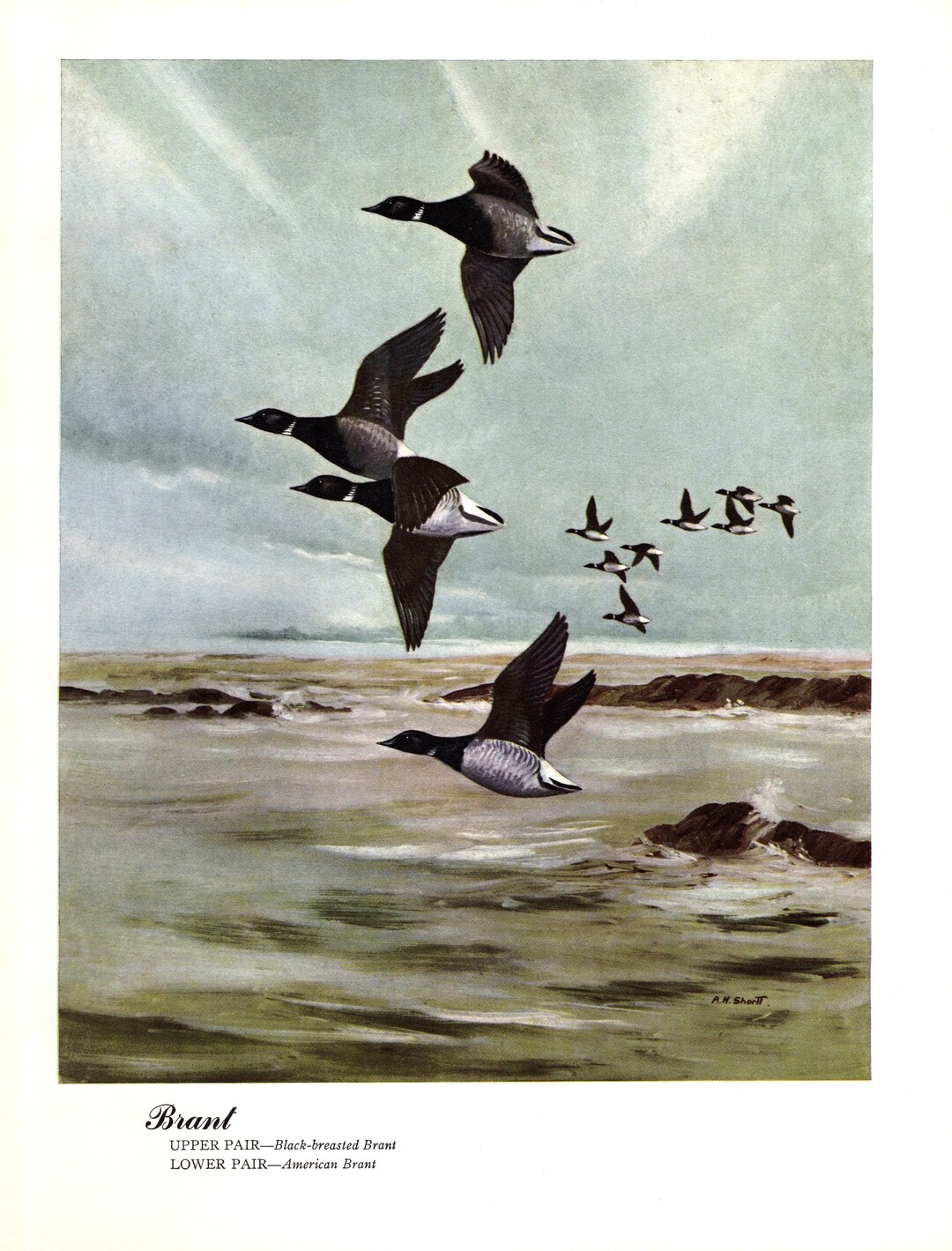 Vintage Goose Art Print Flying Geese Wall Art Decor 1950s Bird Print ...