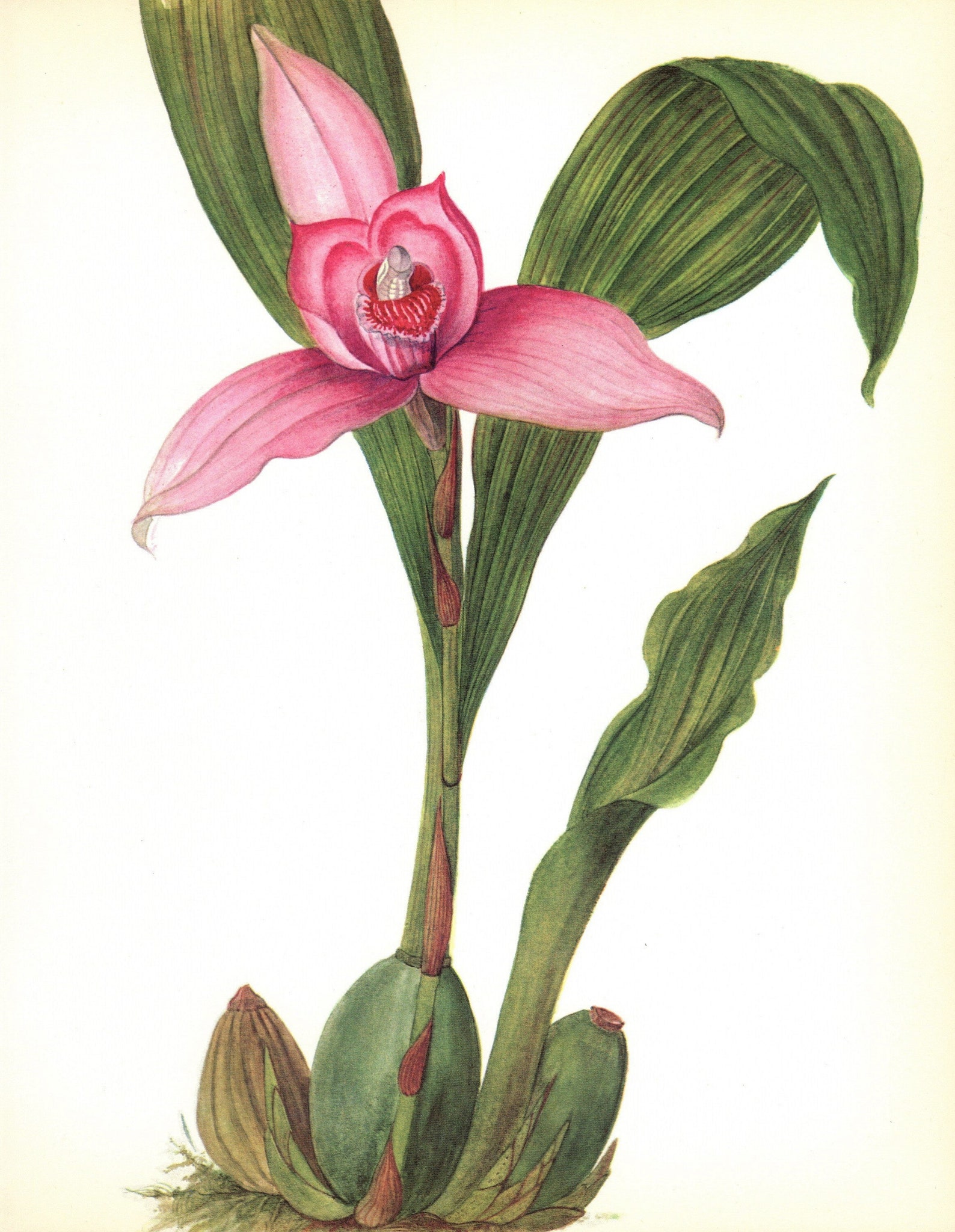 Orchid Print Set of 4 Vintage Pink Orchid Prints Gallery Wall - Etsy