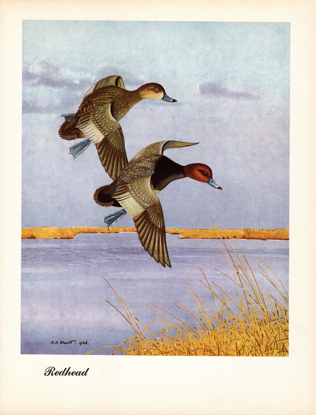 Vintage Redhead Duck Print Wall Art Decor 1950s Bird Art Print Duck ...