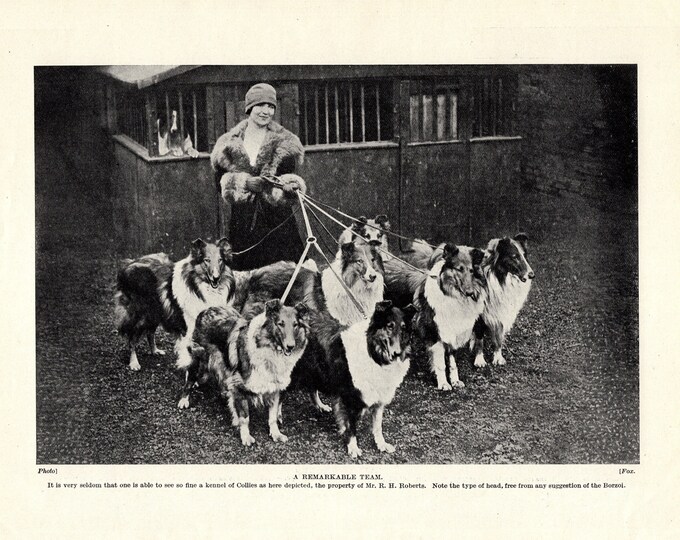 1930's Antique COLLIE Dog Print A Remarkable Team of Collies Gallery ...