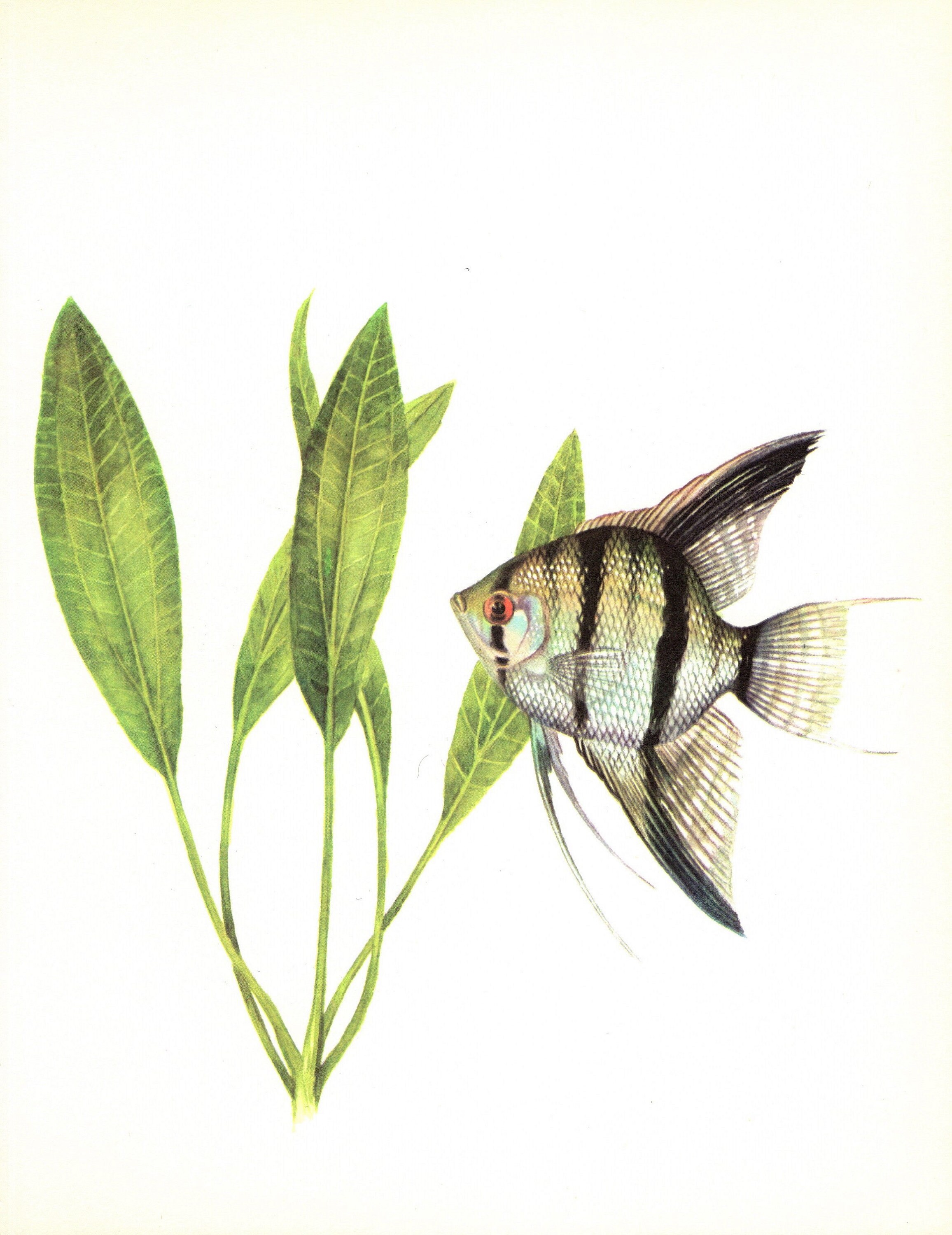 Angelfish Painting
