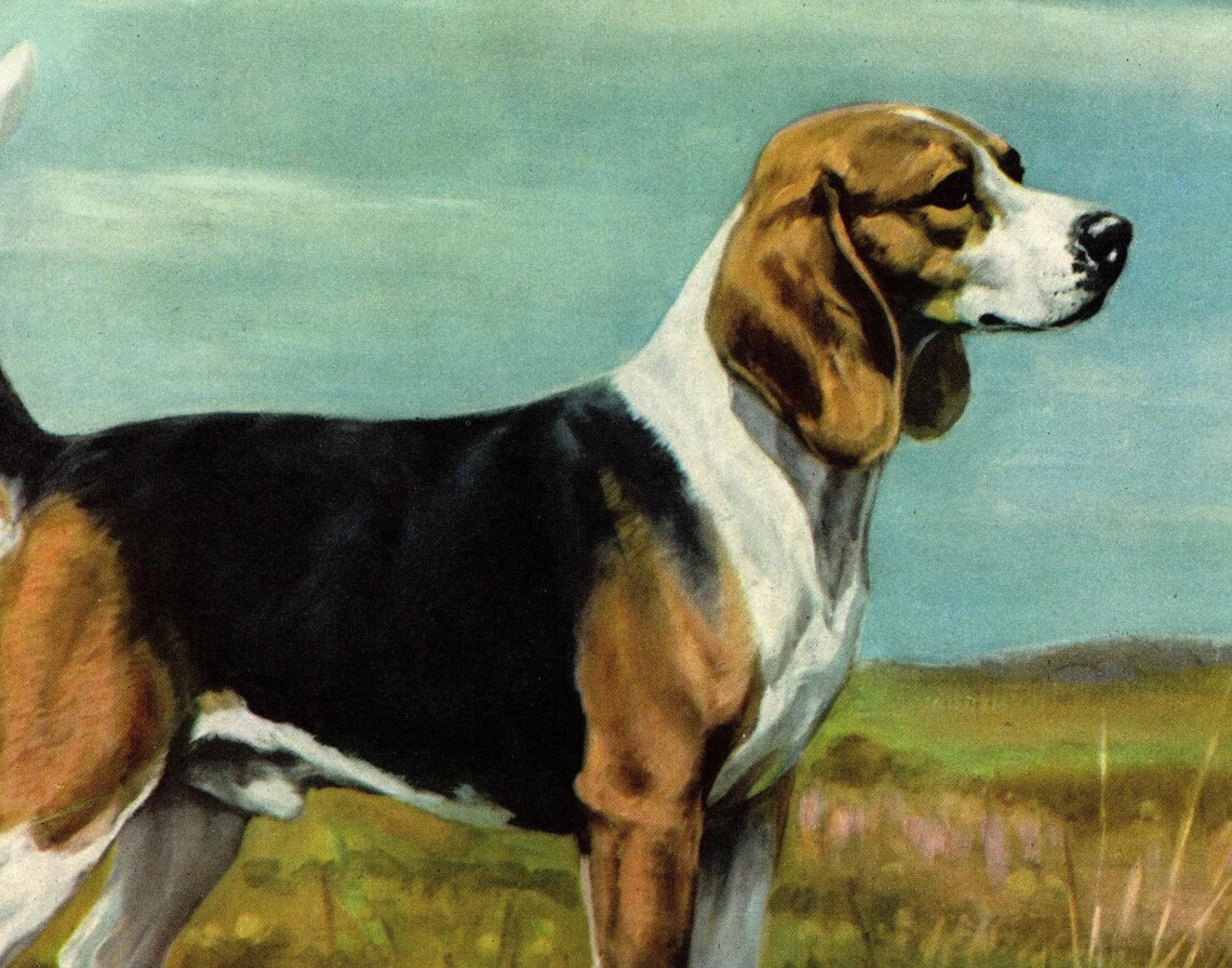 1942 Antique Beagle Print Wall Art Decor Vintage Edwin Megargee Beagle ...