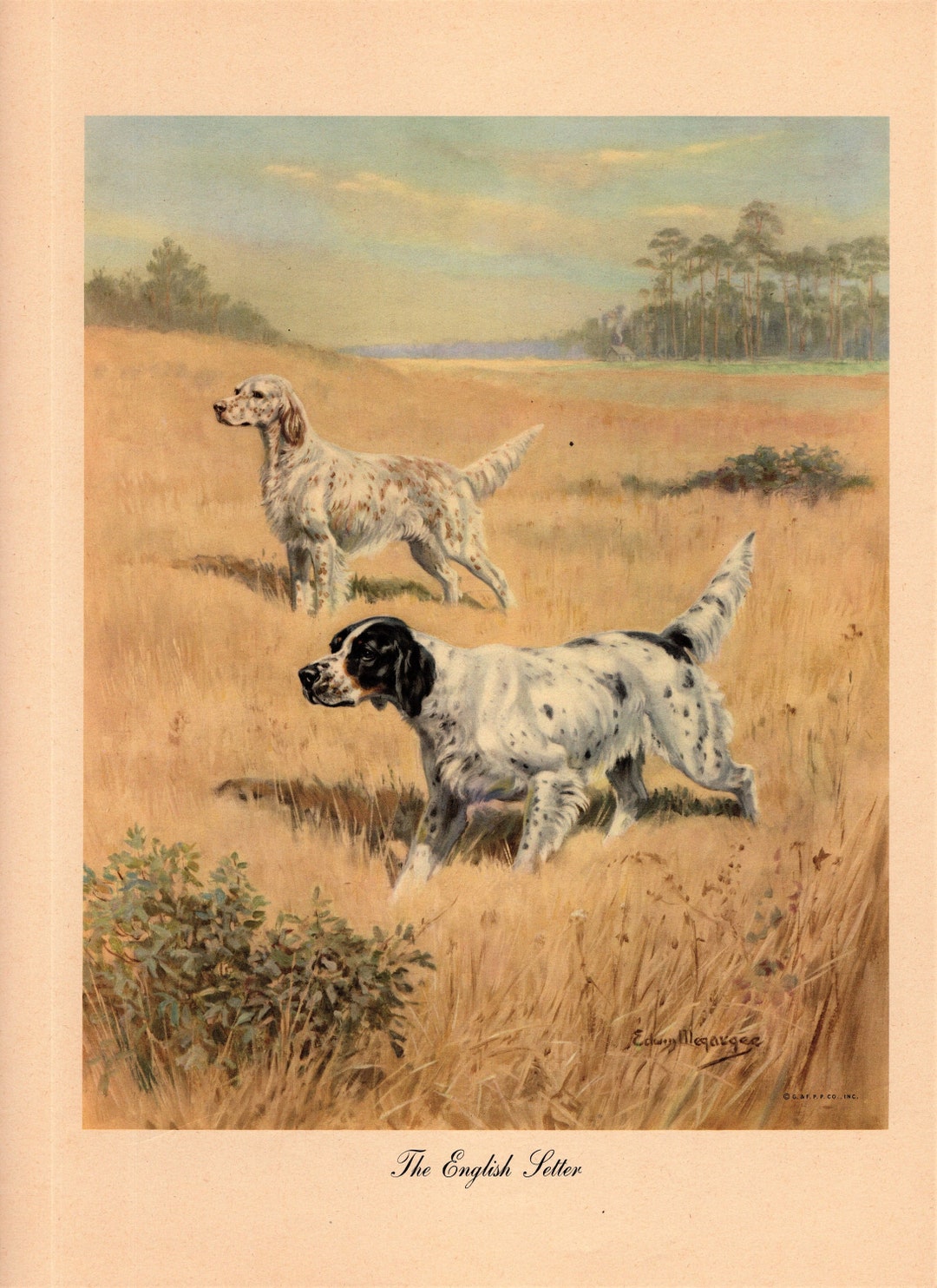 Large English Setter Print 1945 Vintage Edwin Megargee Hunting - Etsy