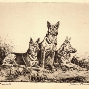 1935 Antique GERMAN SHEPHERD Print Wall Art Decor Diana Thorne - Etsy