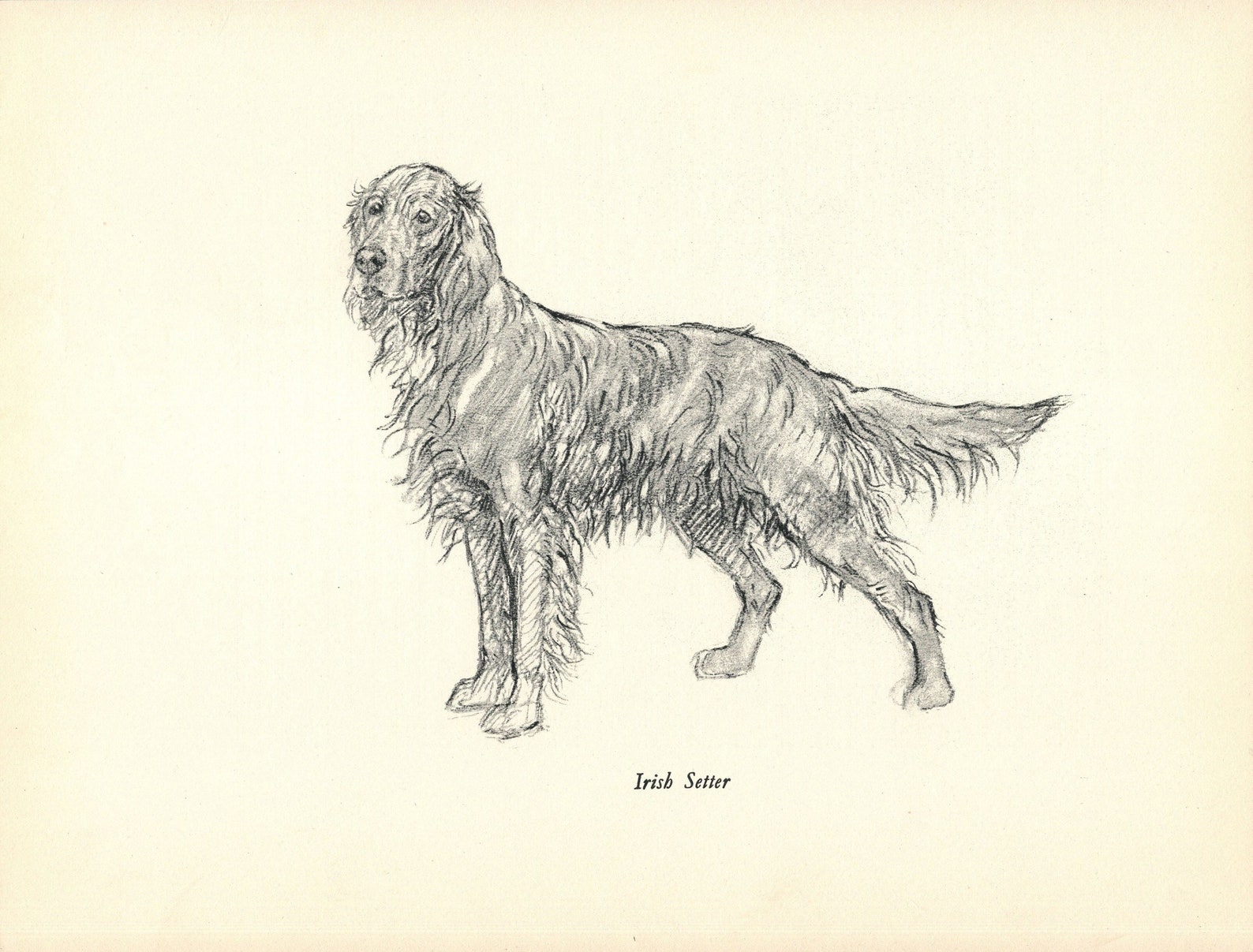 Antique Irish Setter Print Wall Art Decor 1938 Vintage K Barker Irish ...