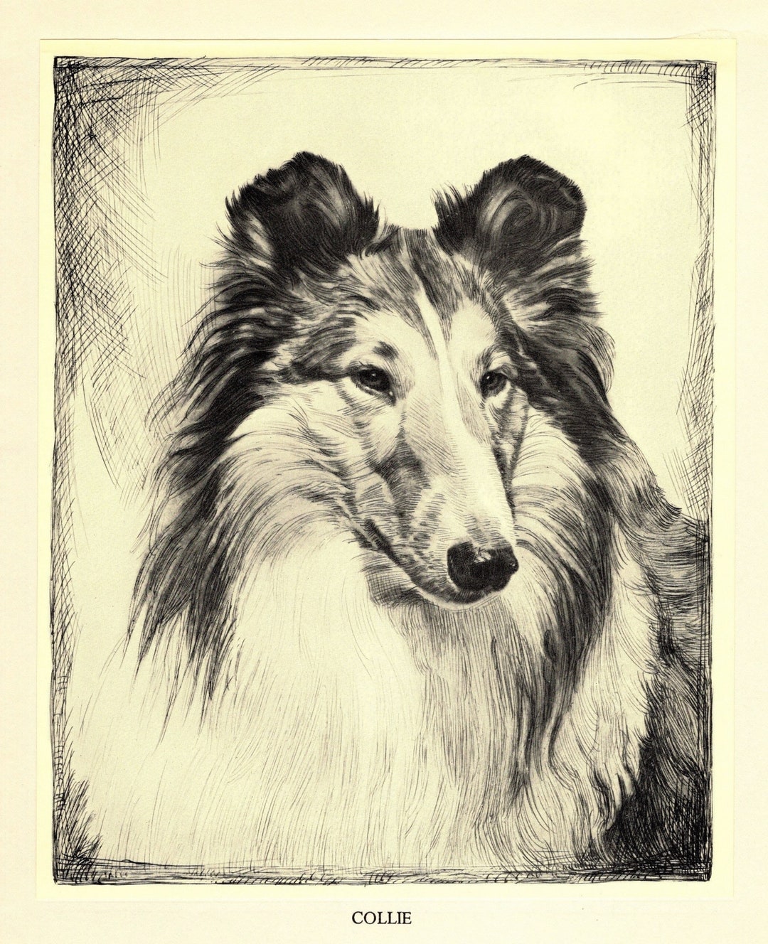 1935 Antique Collie Print Wall Art Decor Lovely Malcolm - Etsy