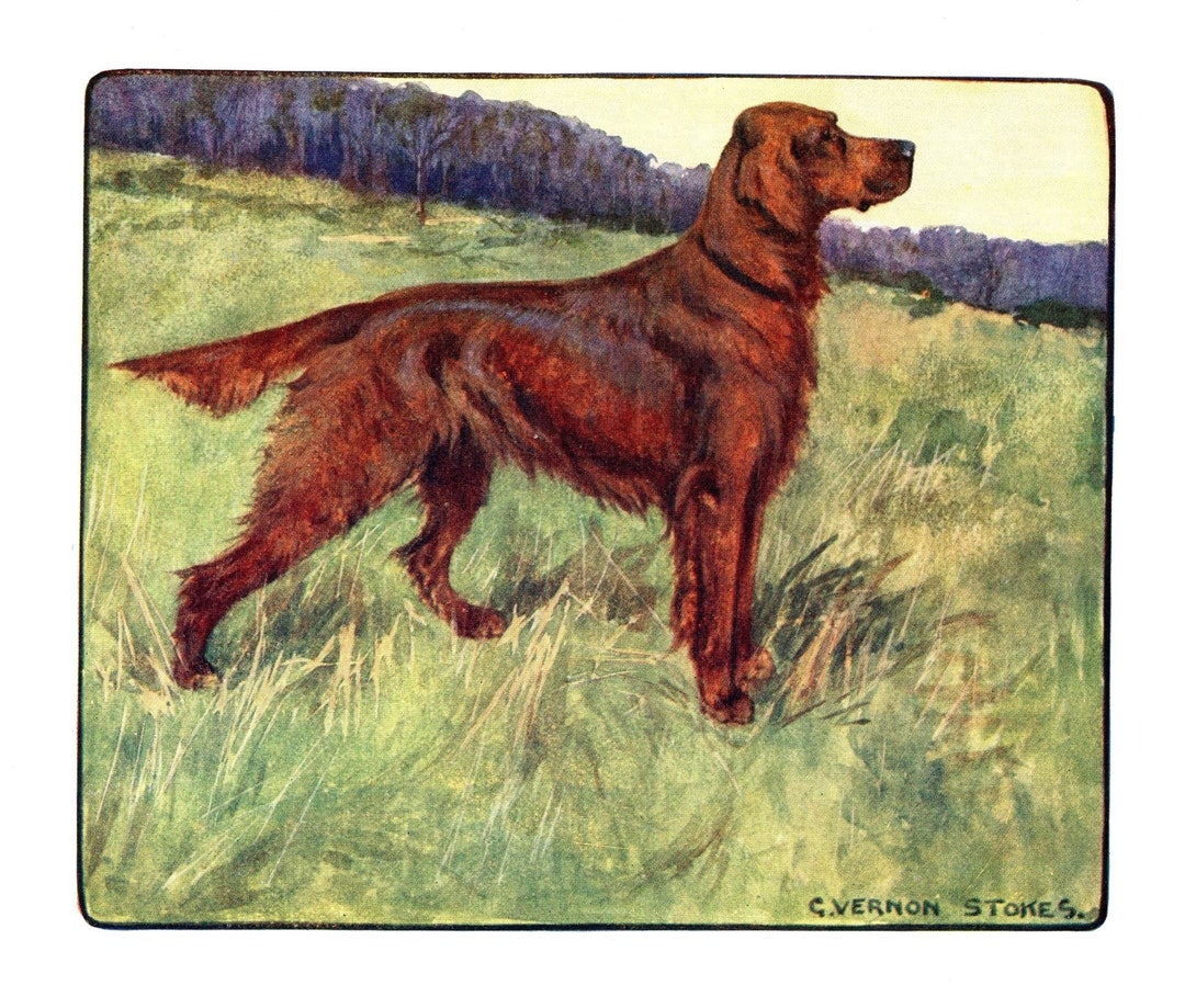 1906 Antique Irish Setter Print Wall Art Decor Vernon Stokes Irish ...