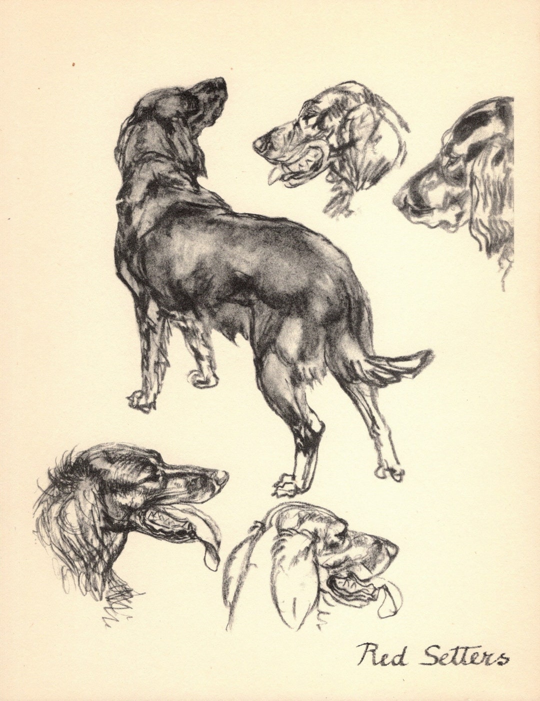 1937 Vintage Irish Setter Print Wall Art Decor Vere Temple Red Setter ...