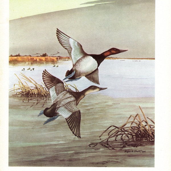 Canvasback Duck - Etsy