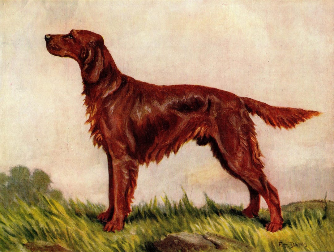 1930's Irish Setter Print Wall Art Decor F T Daws Irish Setter Gallery ...