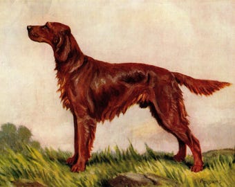 1940s Antique Irish Setter Poetry Print Wall Art Decor Morgan Dennis ...