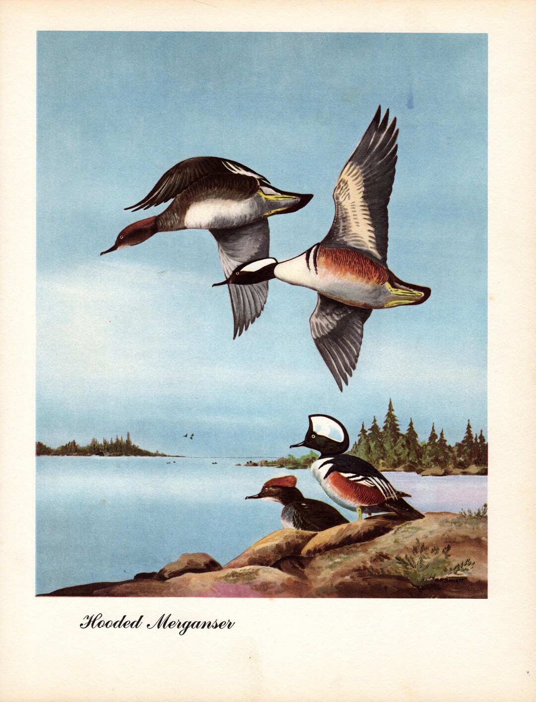 Vintage Hooded Merganser Duck Print Wall Art Decor 1950s Hooded ...