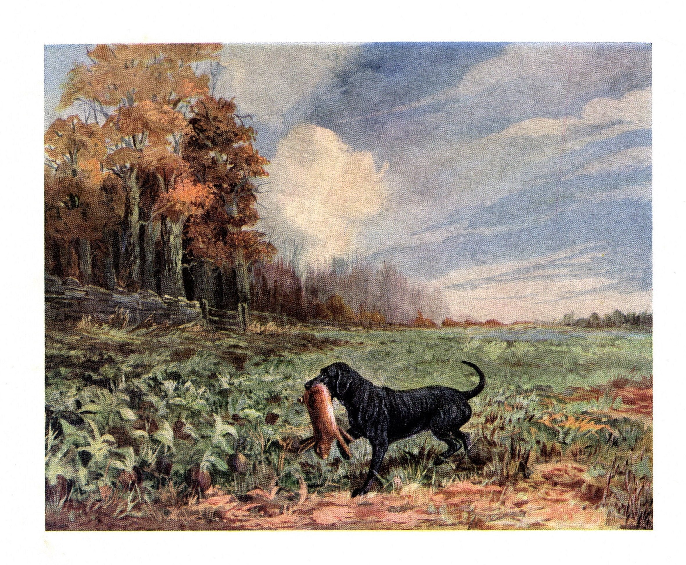 Vintage Rabbit Hunting