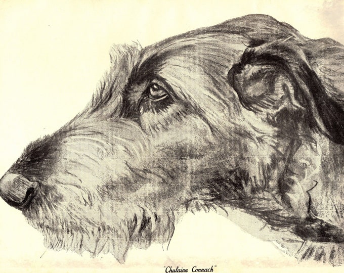 1930's Antique Irish Wolfhound Print Chulainn Connach - Etsy