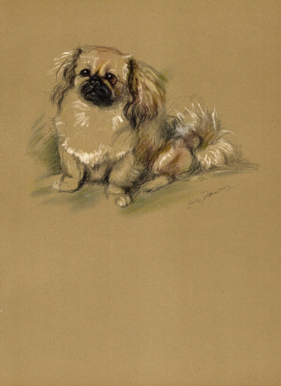Vintage Pekingese Print Wall Art Decor 1940s Lucy Dawson Pekingese ...