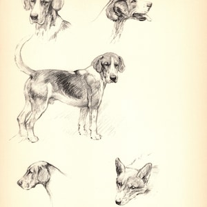 1935 Antique Foxhound Dog Print K Barker Foxhound Fox Hunting Gallery ...