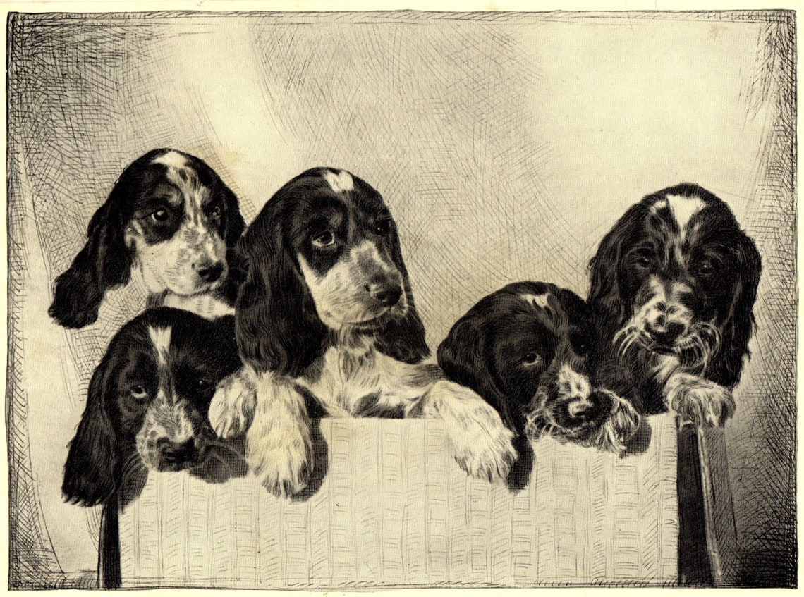 1935 Antique Springer Spaniel Dog Art Print Rare Malcolm | Etsy