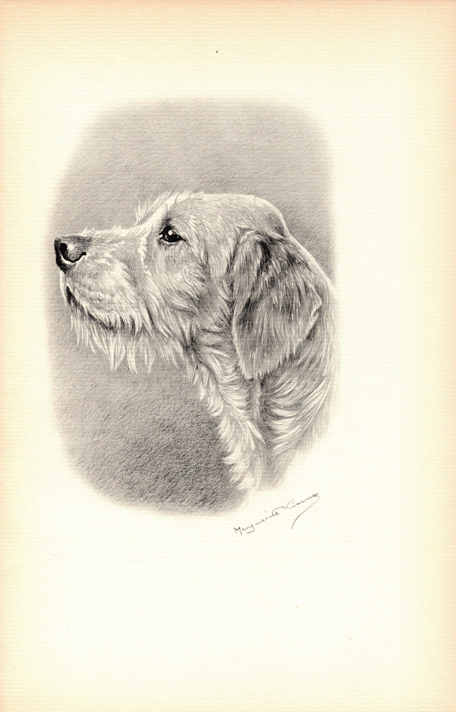 1938 Antique Welsh Foxhound Art Print Marguerite Kirmse Welsh | Etsy