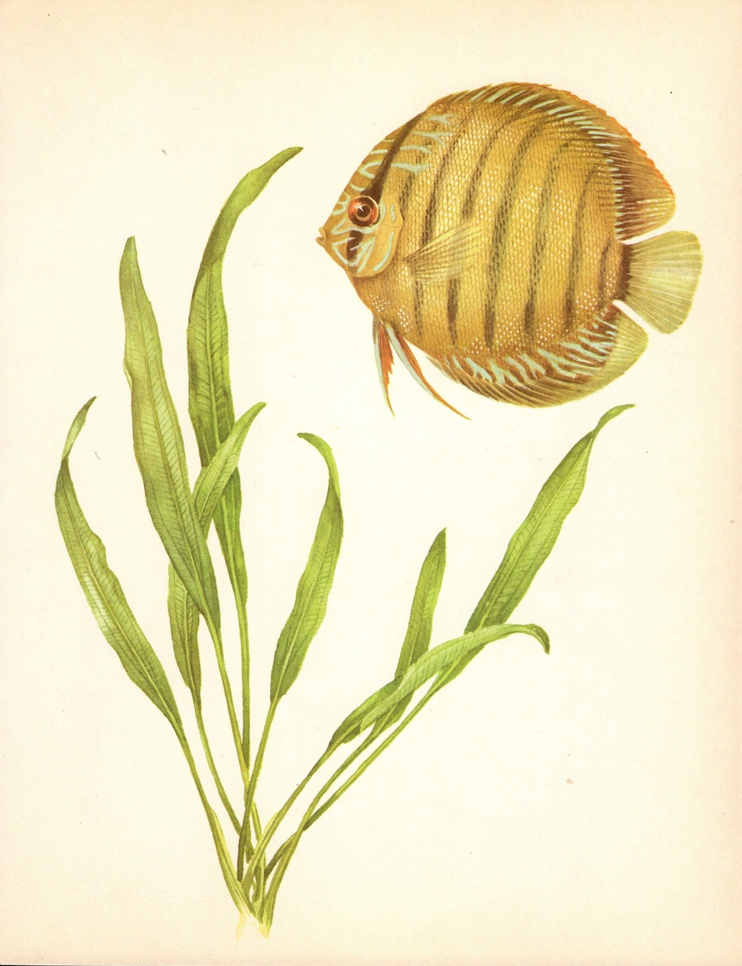 Vintage Tropical Fish Print Brown Discus Fish Art Illustration Ocean ...