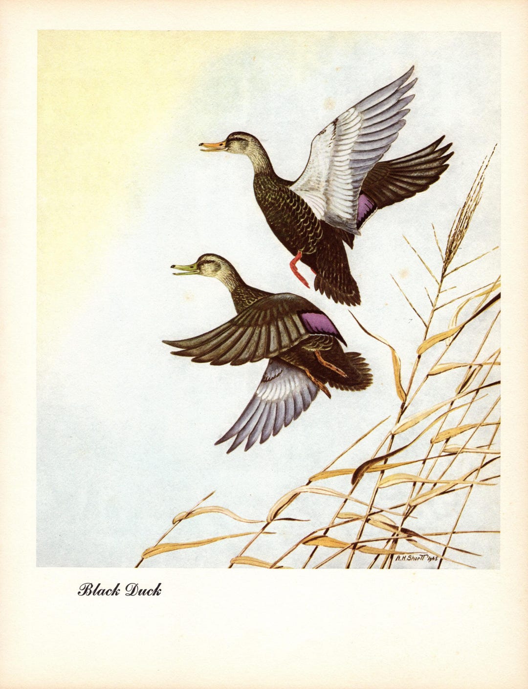 Vintage Black Duck Print Wall Art Decor 1950s Bird Print Duck Hunting ...