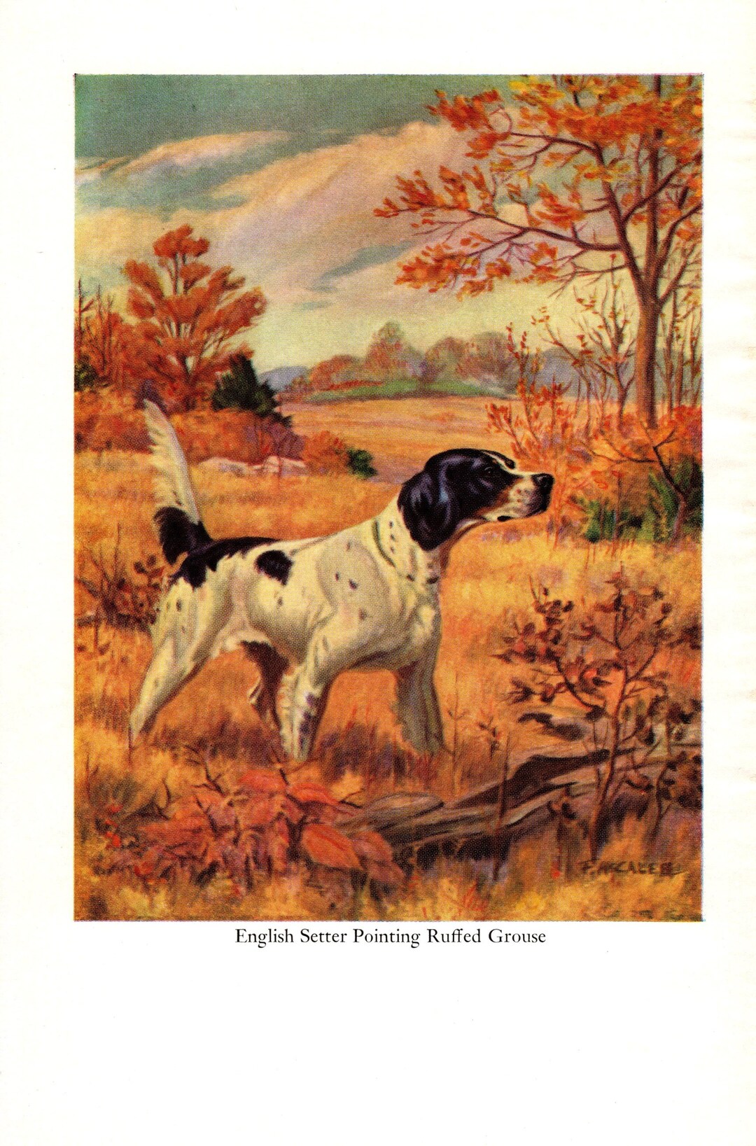 Vintage ENGLISH SETTER Print 1948 Fred Mccaleb Hunting Dog English ...