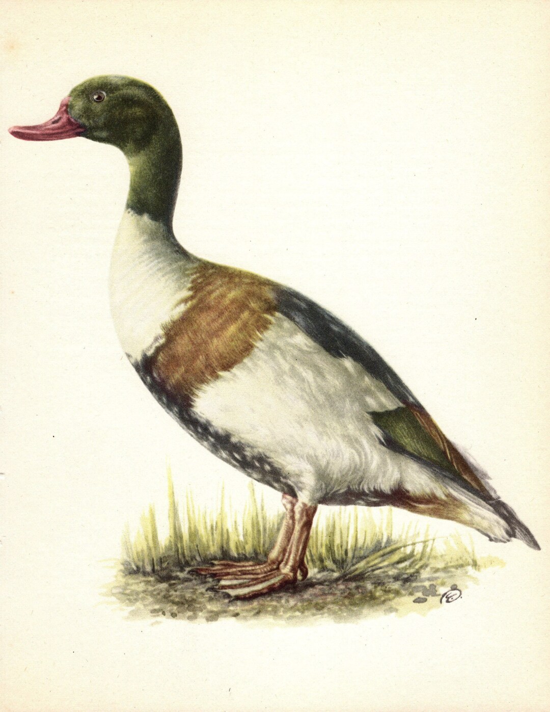 Vintage Sheld Duck Print Wall Art Decor Duck Hunting Lodge and Cottage ...