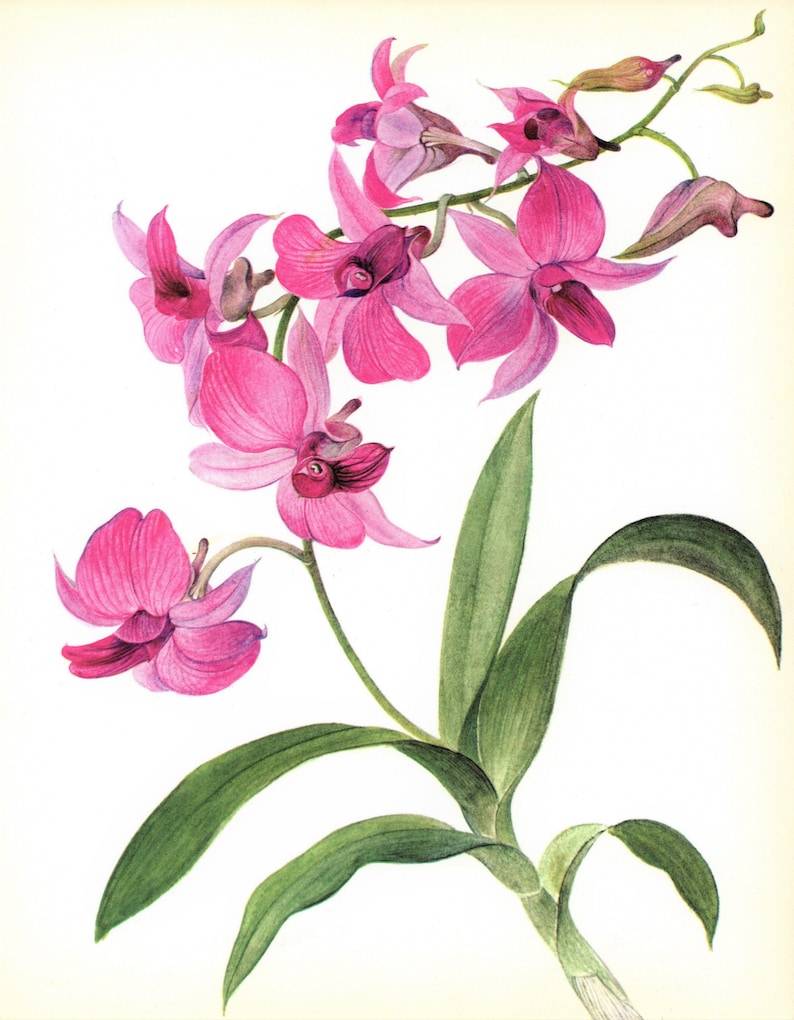 Orchid Print Set of 4 Vintage Pink Orchid Prints Botanical Art - Etsy