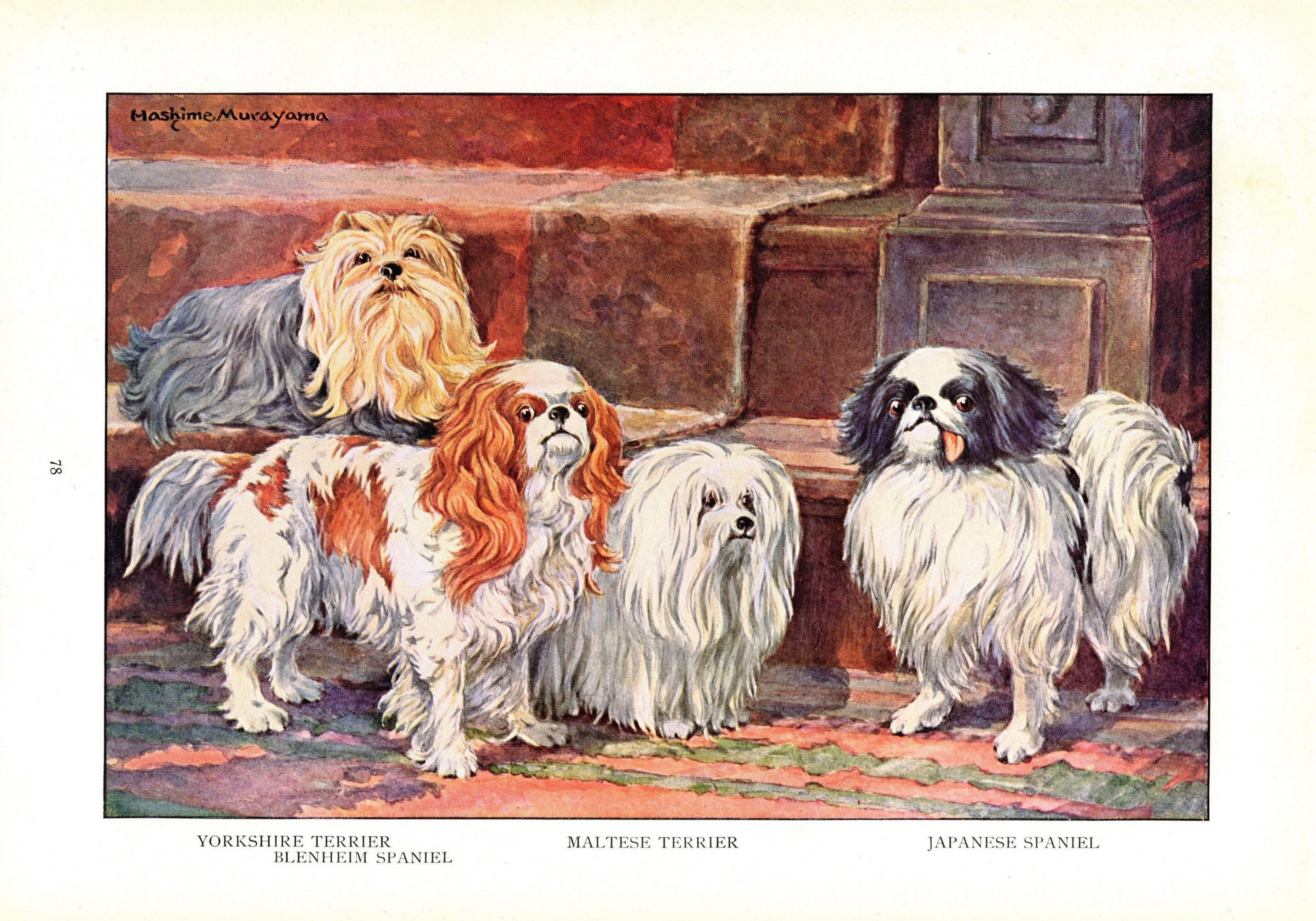 Can A Maltese And A Japanese Chin Be Friends