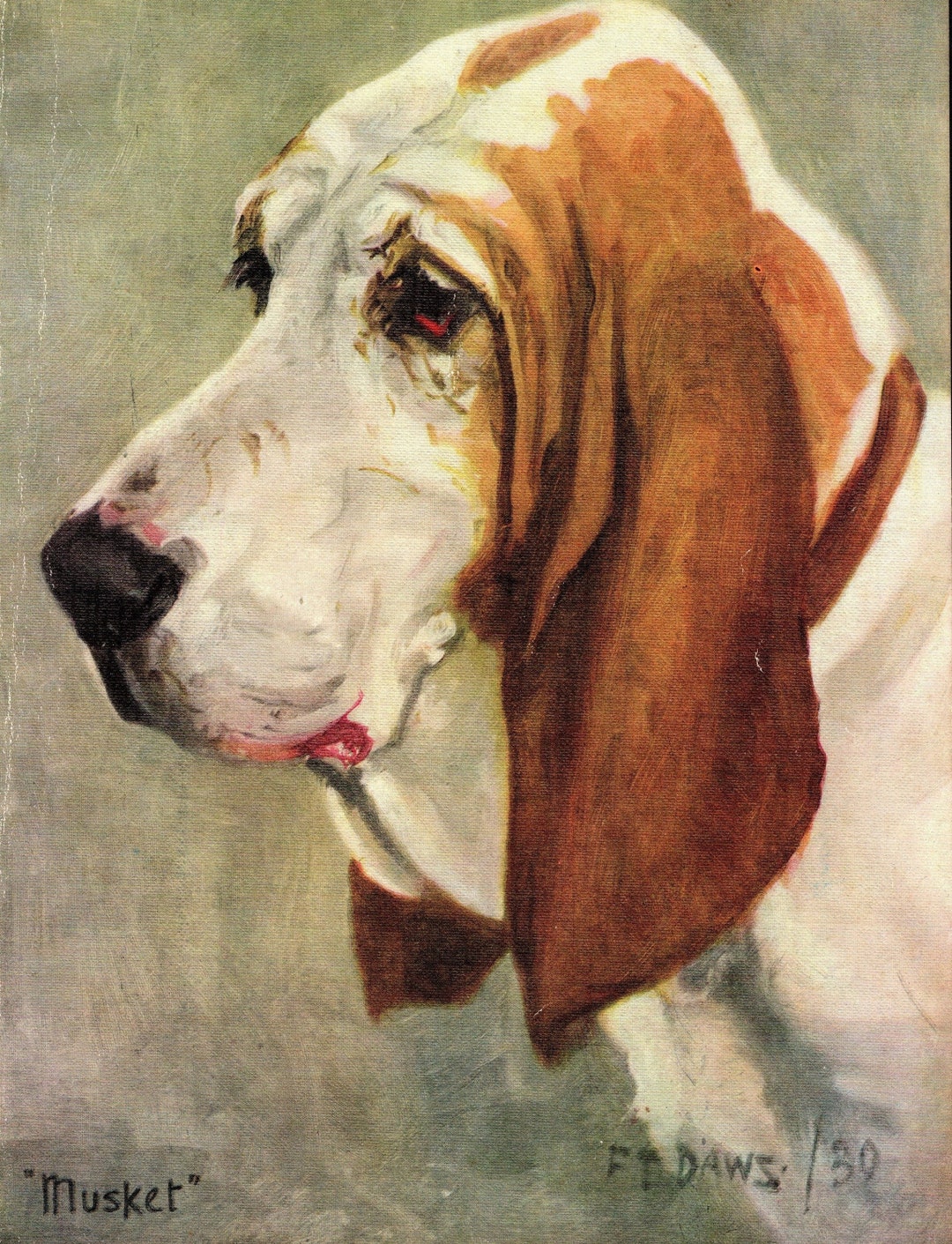1930's Antique BASSET HOUND Print Wall Art Decor Musket F - Etsy
