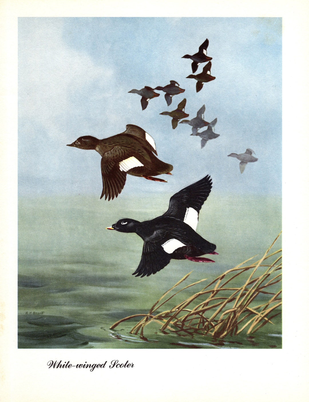 Vintage Duck Art Print Scoter Duck Wall Art Decor 1950s Bird Print Duck ...