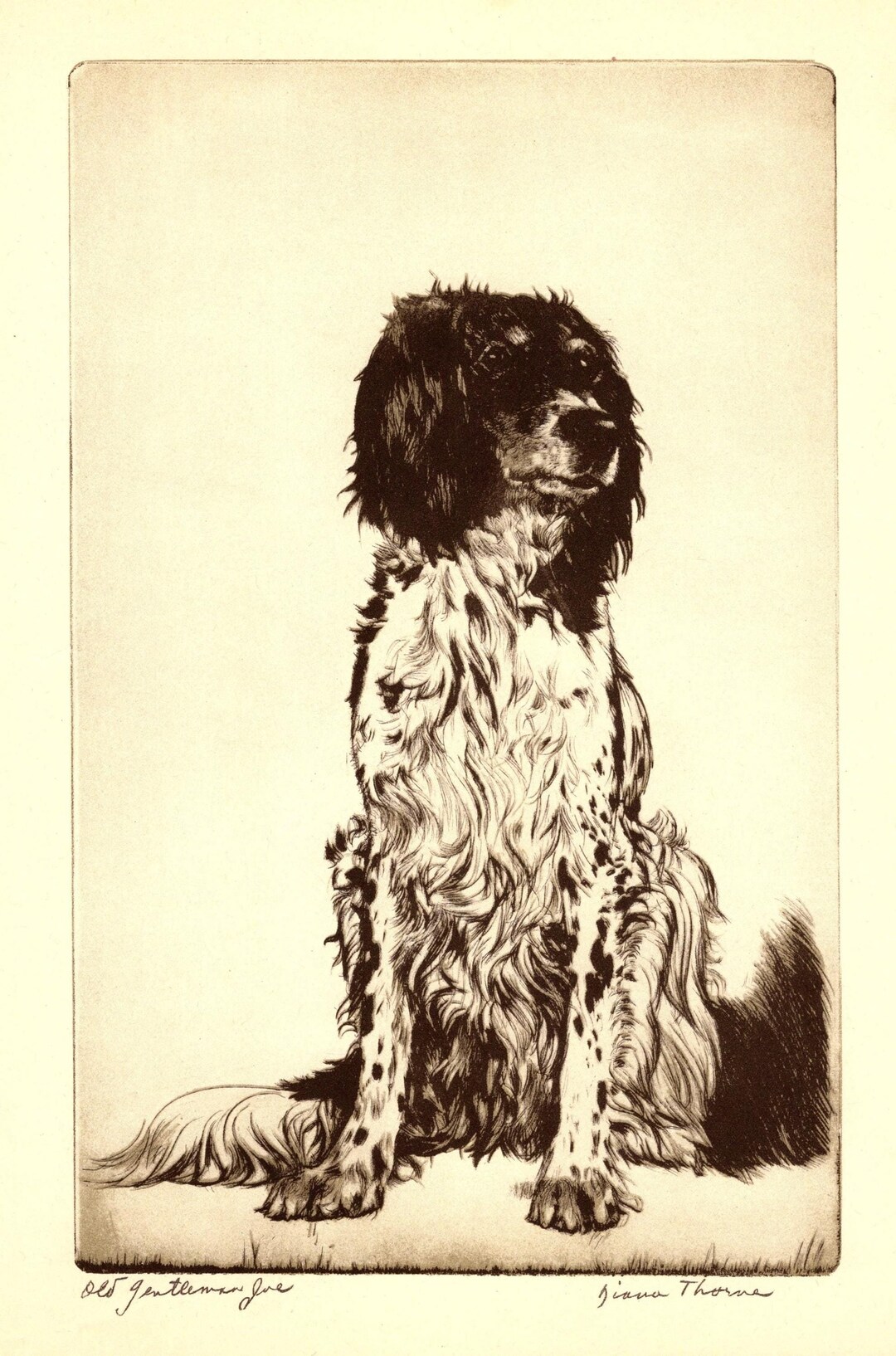 Antique ENGLISH SETTER Print Wall Art Decor 1935 Diana Thorne English ...