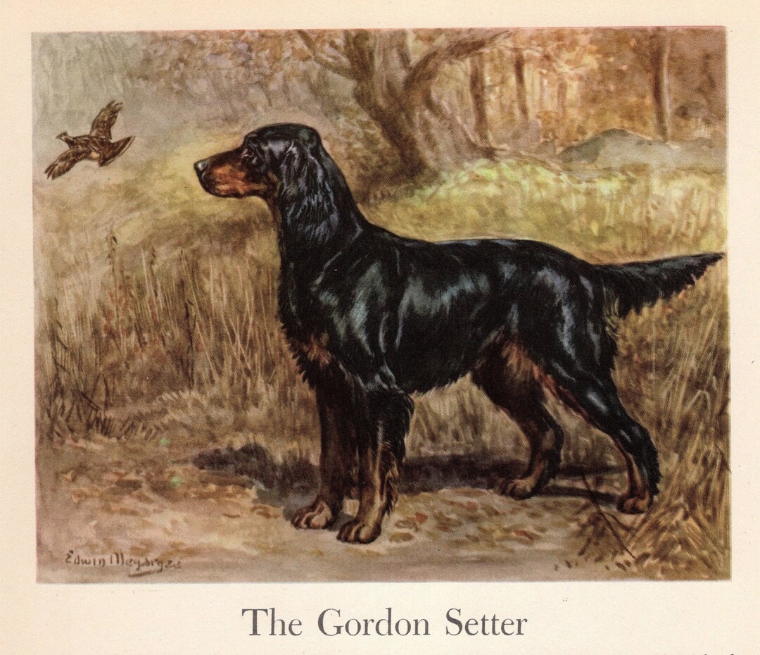 1942 Antique GORDON SETTER Print Wall Art Decor Gundog - Etsy