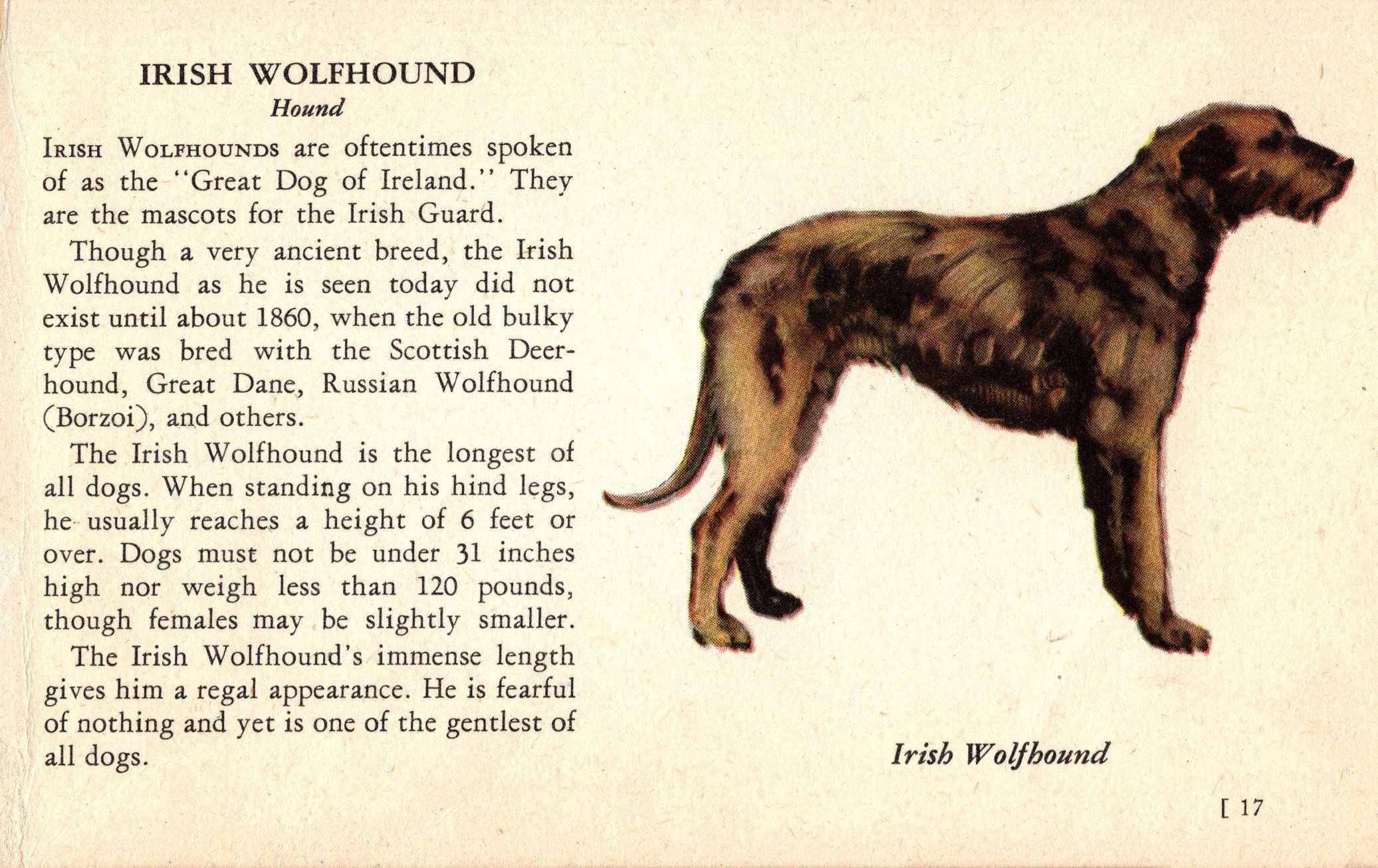 1939 Tiny Irish Wolfhound Dog Print Miniature Irish Wolfhound ...