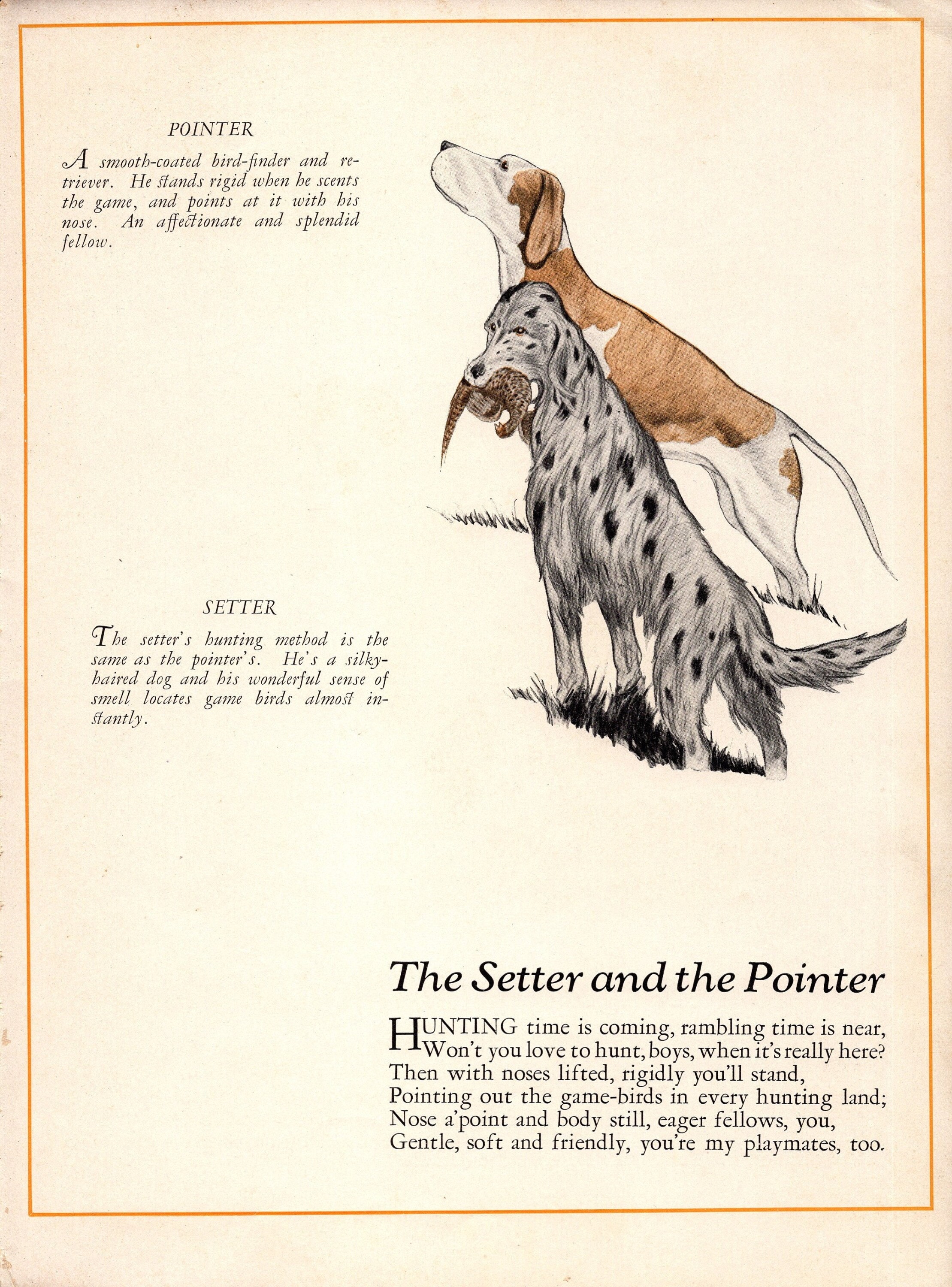 English Setter Pointing Drawing