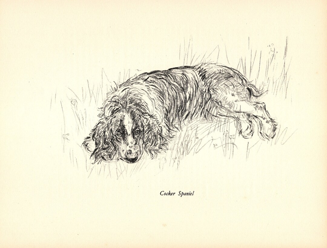 Vintage Cocker Spaniel Print Wall Art Decor 1938 Antique K Barker ...